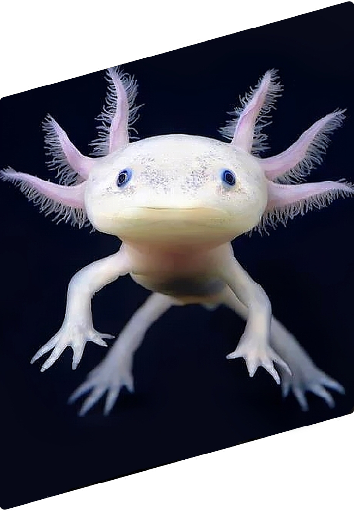 Axolotl - Desenvolvedor e Designer
